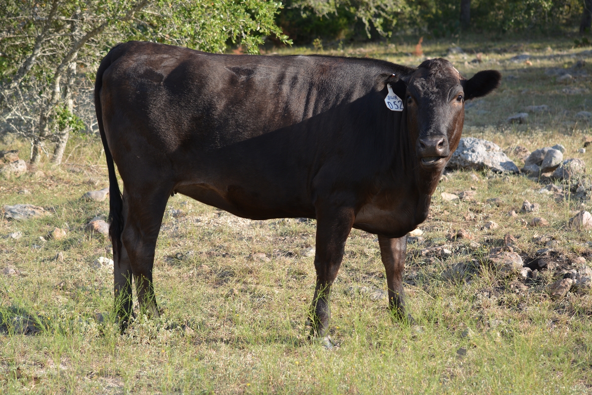 Still Waters Ranch Wagyu Cattle Livestock Photo Gallery