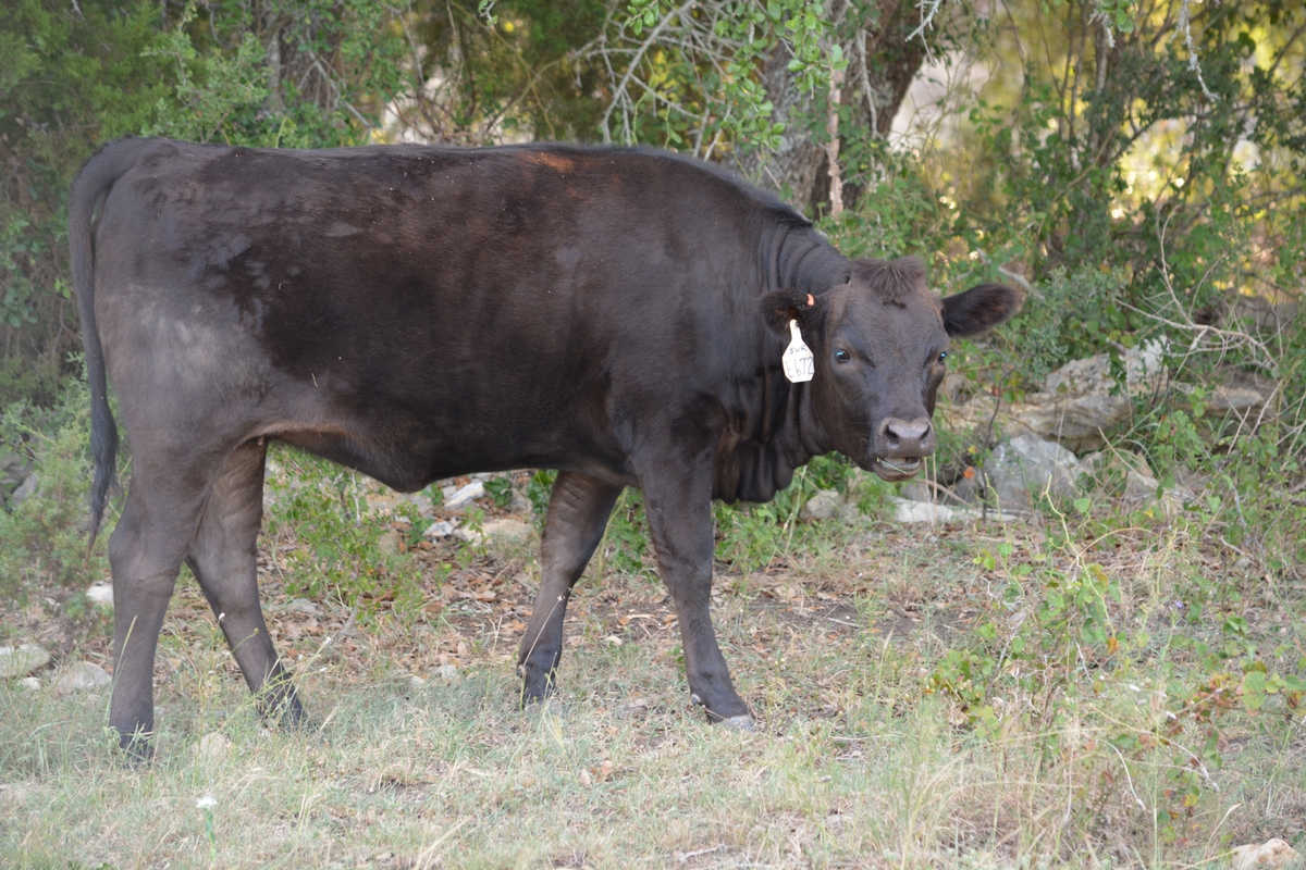 Breeding Wagyu Cattle in Texas