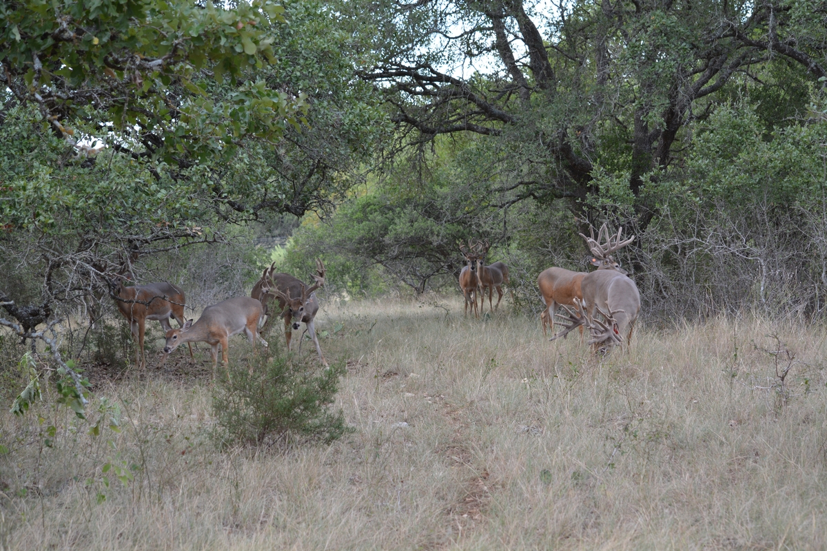 Still Waters Ranch Whitetail Deer Breeding Photo Gallery