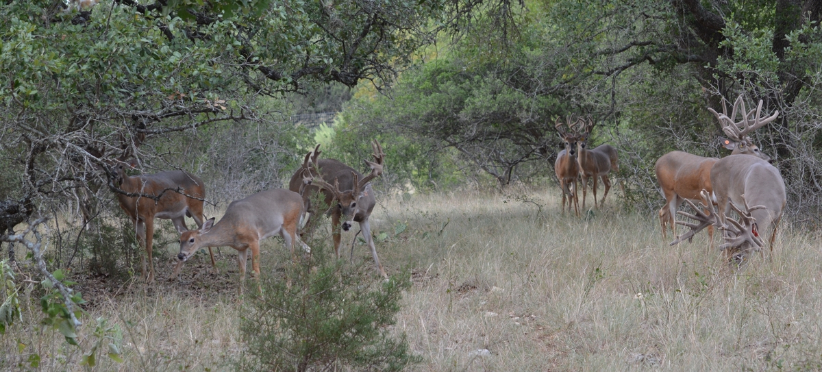 Still Waters Ranch Whitetail Deer Breeding Photo Gallery
