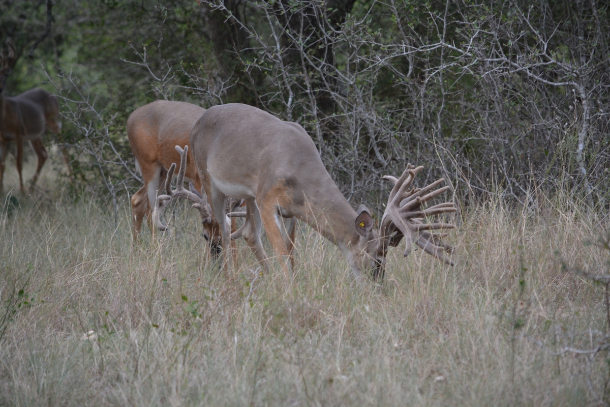 Still Waters Ranch Whitetail Deer Breeding Photo Gallery