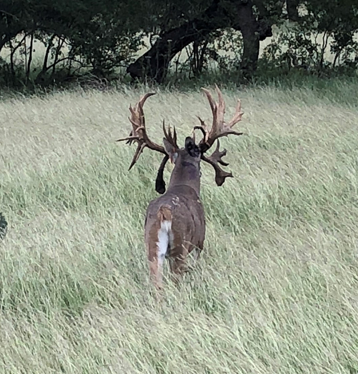 Still Waters Ranch Whitetail Deer Breeding Photo Gallery